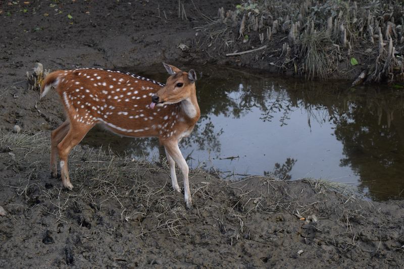 Sundarbans Karamjol Wildlife Sanctuary Amazing 15 Pictures