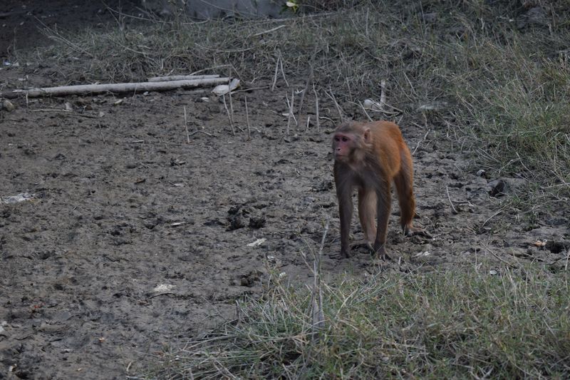Sundarbans Karamjol Wildlife Sanctuary Amazing 15 Pictures